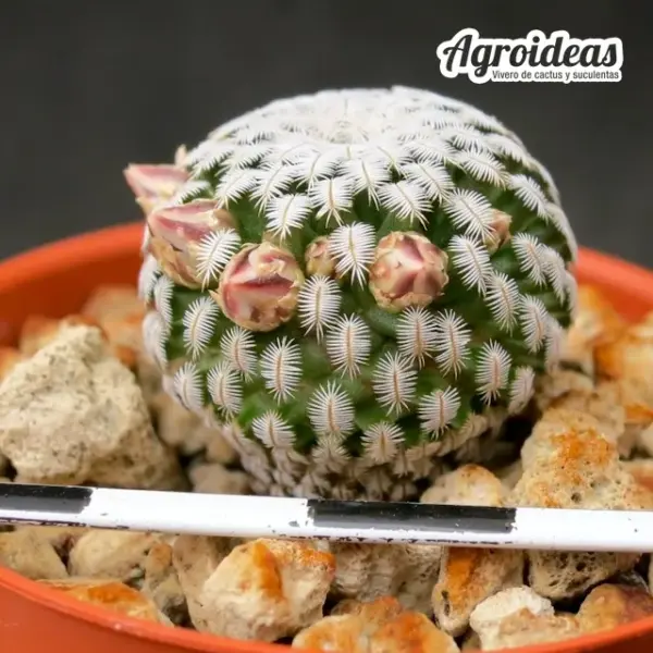 Solisia pectinata - Cactus Agroideas