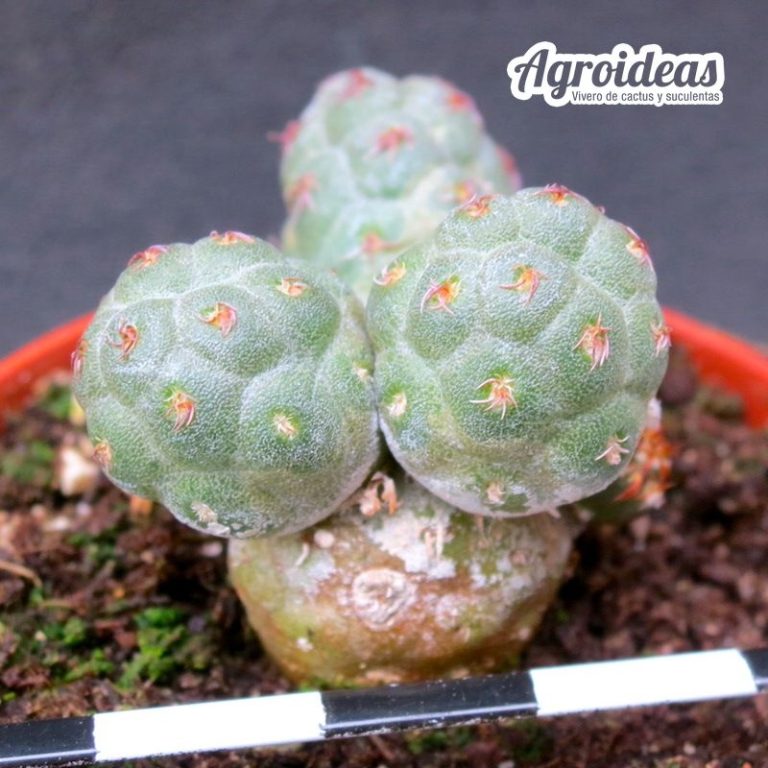 Puna bonnieae - Cactus Agroideas