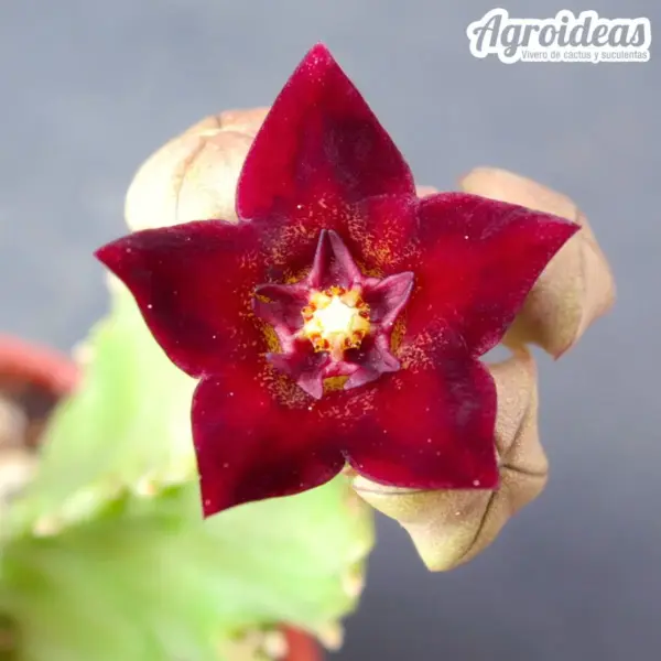Caralluma hexagona "Thai" - Cactus Agroideas